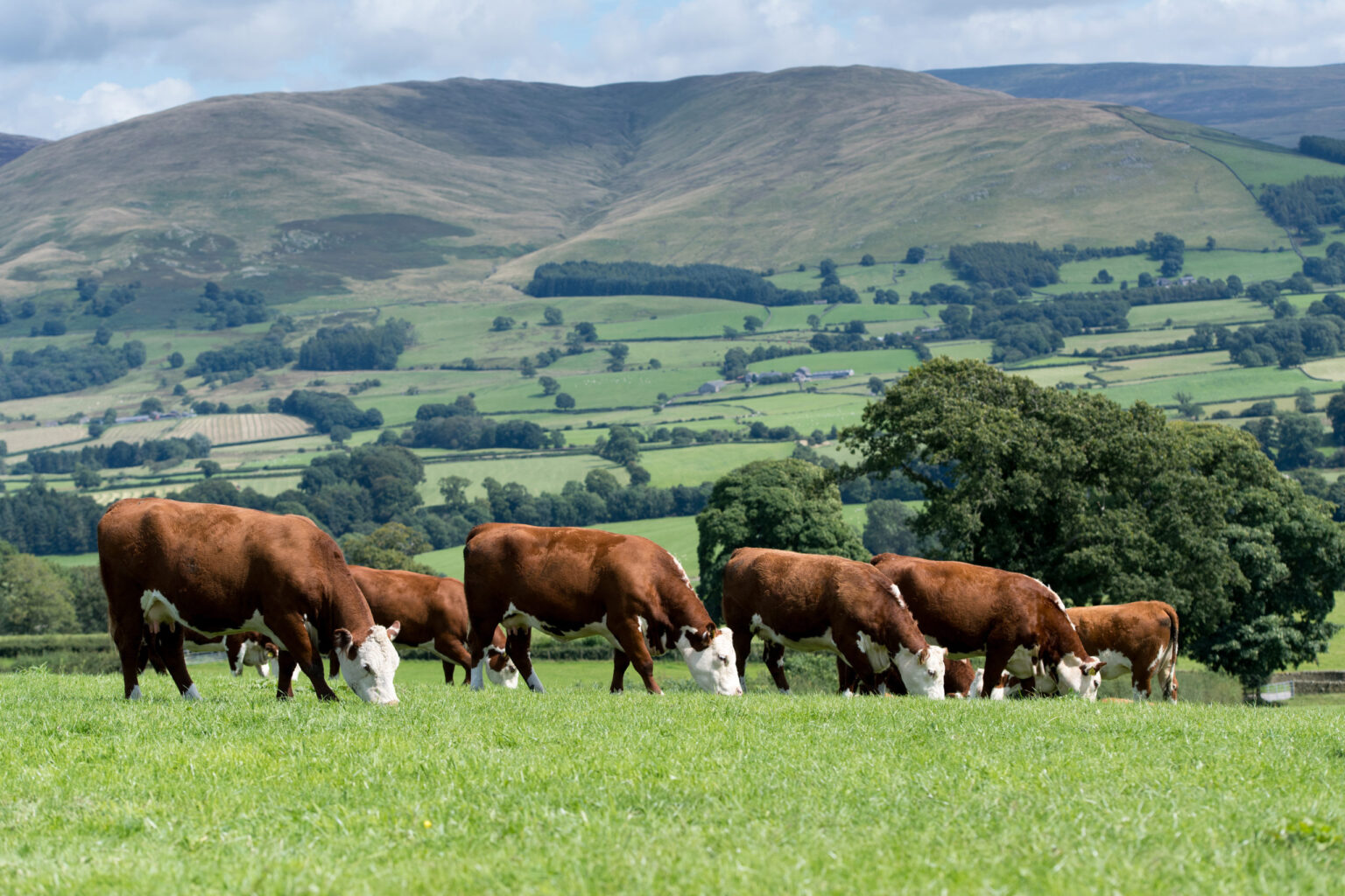 Life-threatening botulism disease found in cattle in UK - MENA Magazine